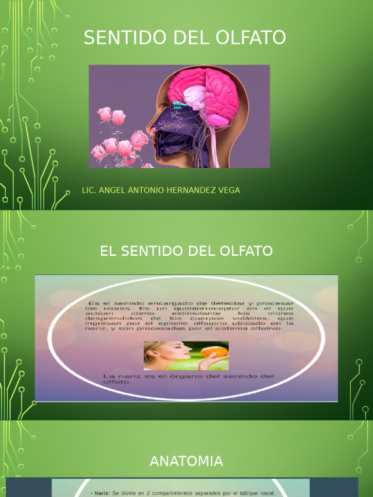 Sentido Del Olfato | PDF