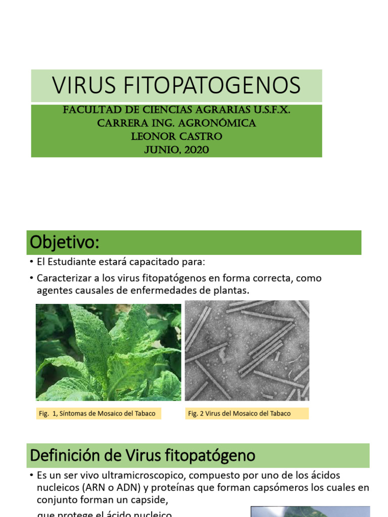 Características y Transmisión de Virus Fitopatógenos | PDF | Virus | Adn