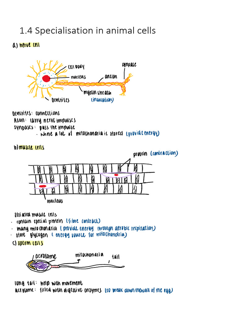 1.4 Specialised Cells in Animals | PDF