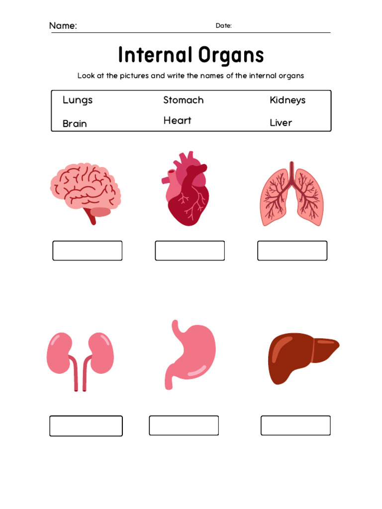 Internal Organs Vocabulary Worksheet | PDF