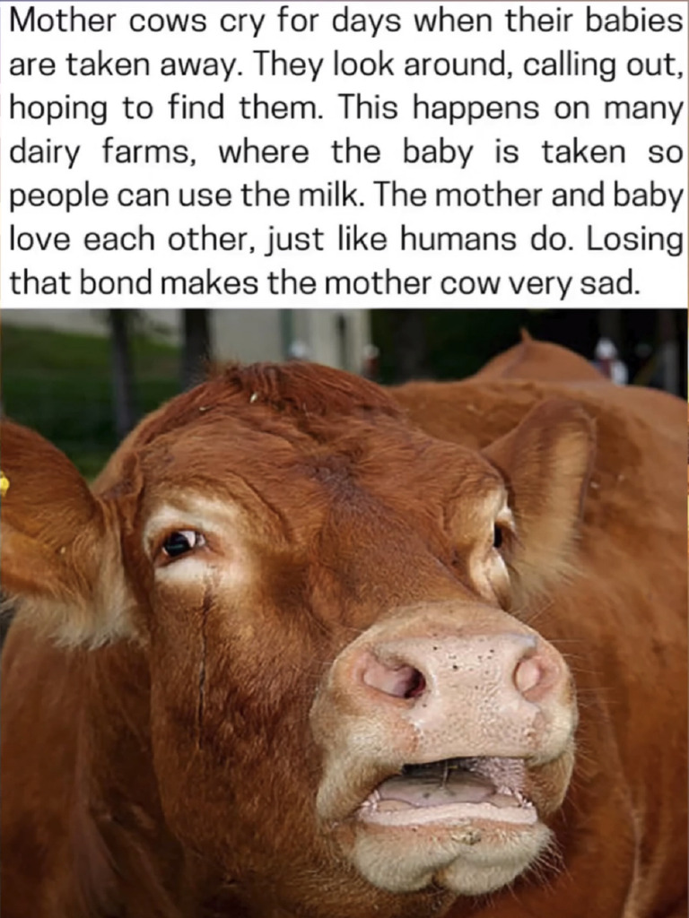 Cow | PDF