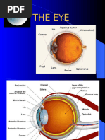Grade 12 Life Science The Eye | PDF | Eye | Myopia
