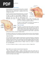 Exploración de la Cola de Spence y Dolor Mamario | PDF | Pecho | Mano