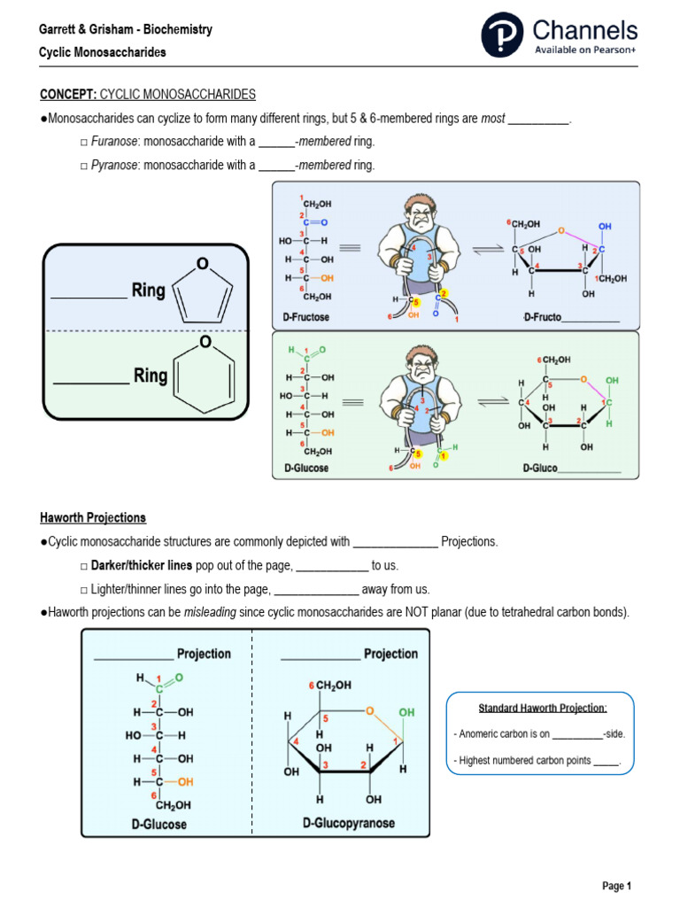 Cyclic Monosaccharides Worksheet | PDF | Biochemistry | Chemistry