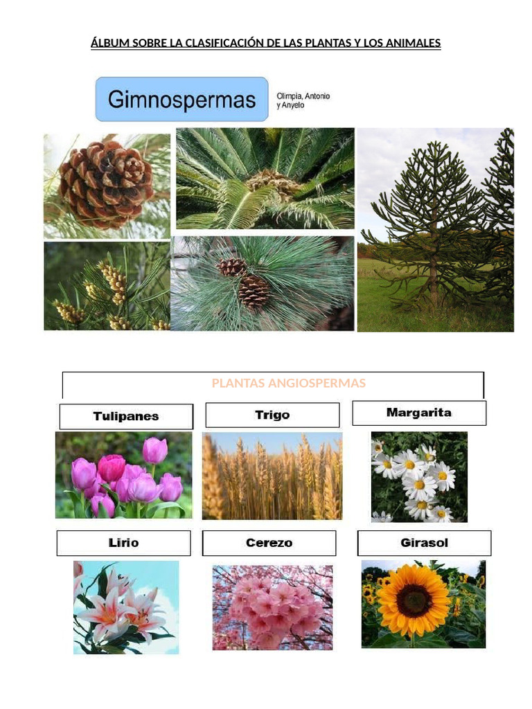 Tarea de Daniel - Álbum Sobre La Clasificación de Las Plantas y Los ...