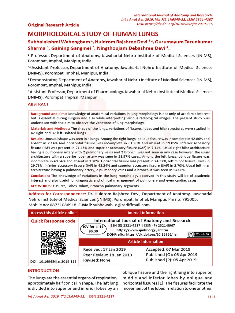 Morphological Study of Human Lungs | PDF | Lung | Thorax (Human Anatomy)