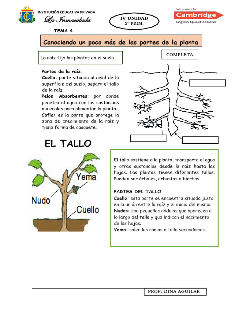 Ficha Continuamos Con Las Partes de La Planta 2 | PDF | Flores | Hoja