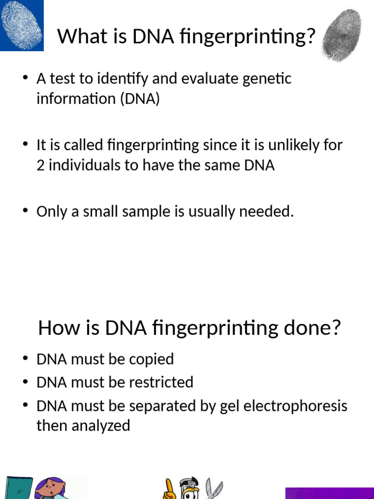 Understanding DNA Fingerprinting Process | PDF