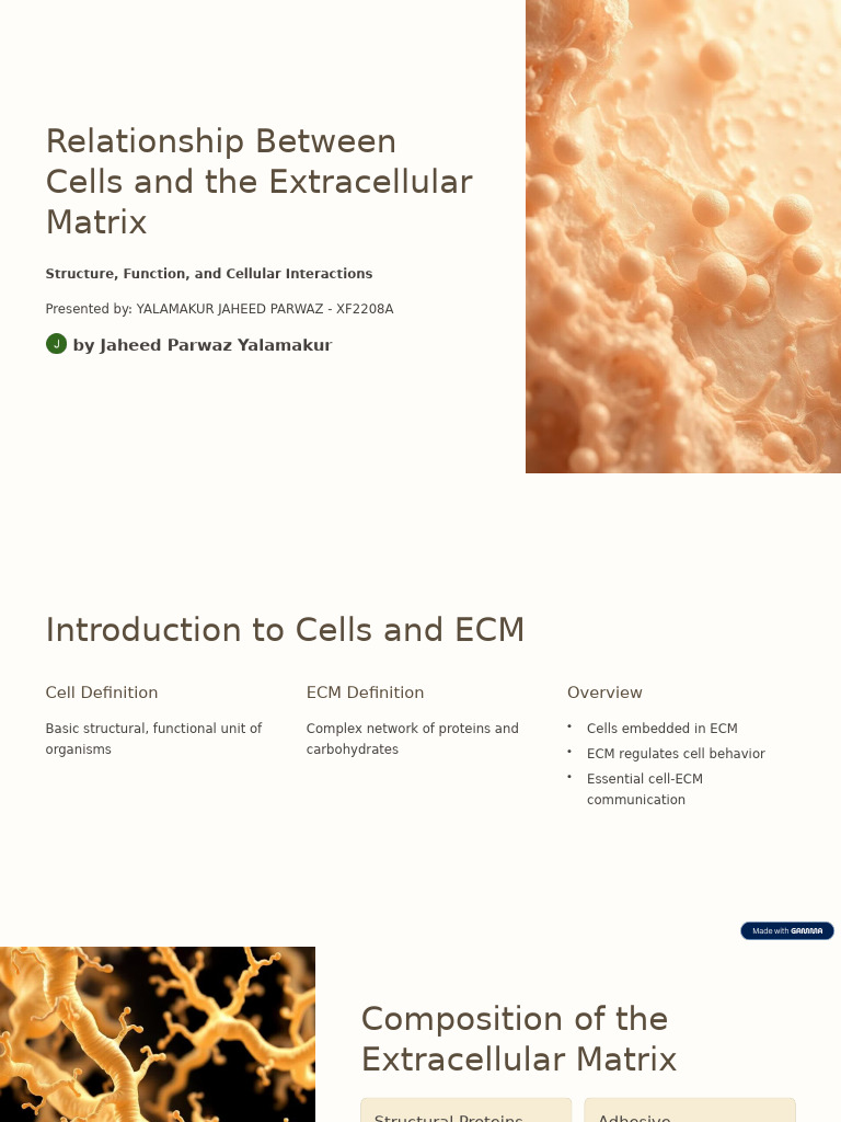 Relationship Between Cells and The Extracellular Matrix | PDF ...