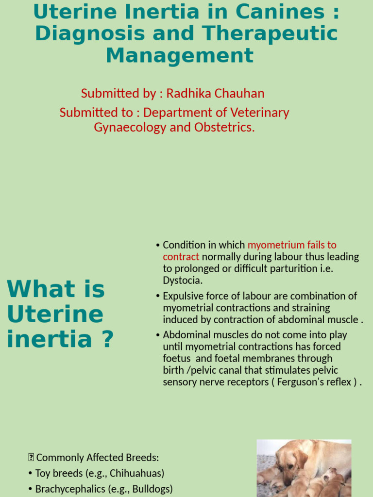Uterine Inertia in Canines | PDF | Childbirth | Muscle Contraction