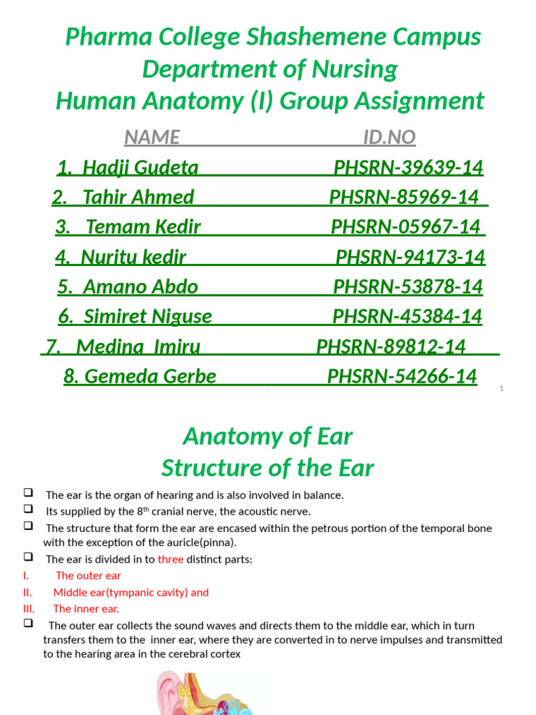 Human Ear Anatomy One Assignment | PDF | Ear | Auditory System