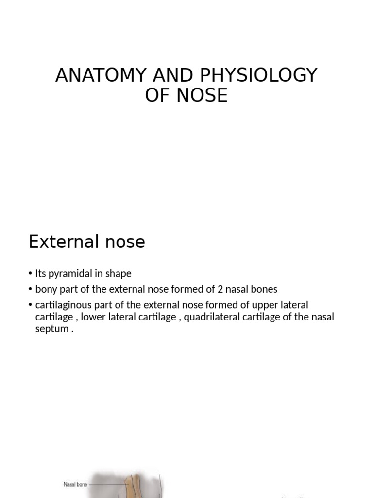 Anat and Physio of NOSE | PDF | Human Nose | Human Anatomy