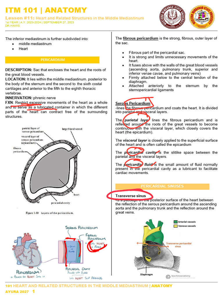 l11 - Heart and Related Structures in the Middle Mediastinum.pdf.PDF | PDF | Heart Valve ...