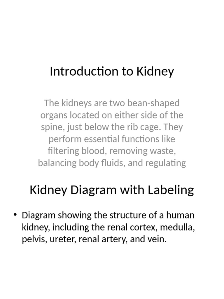 Kidney Presentation | PDF