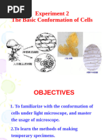Human Cheek Cells | PDF