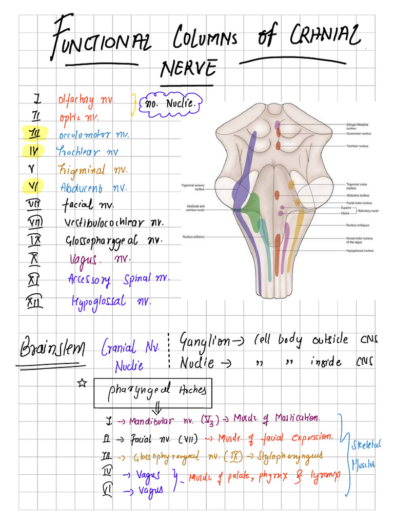 4 Functional Columns of Cranial Nerve | PDF