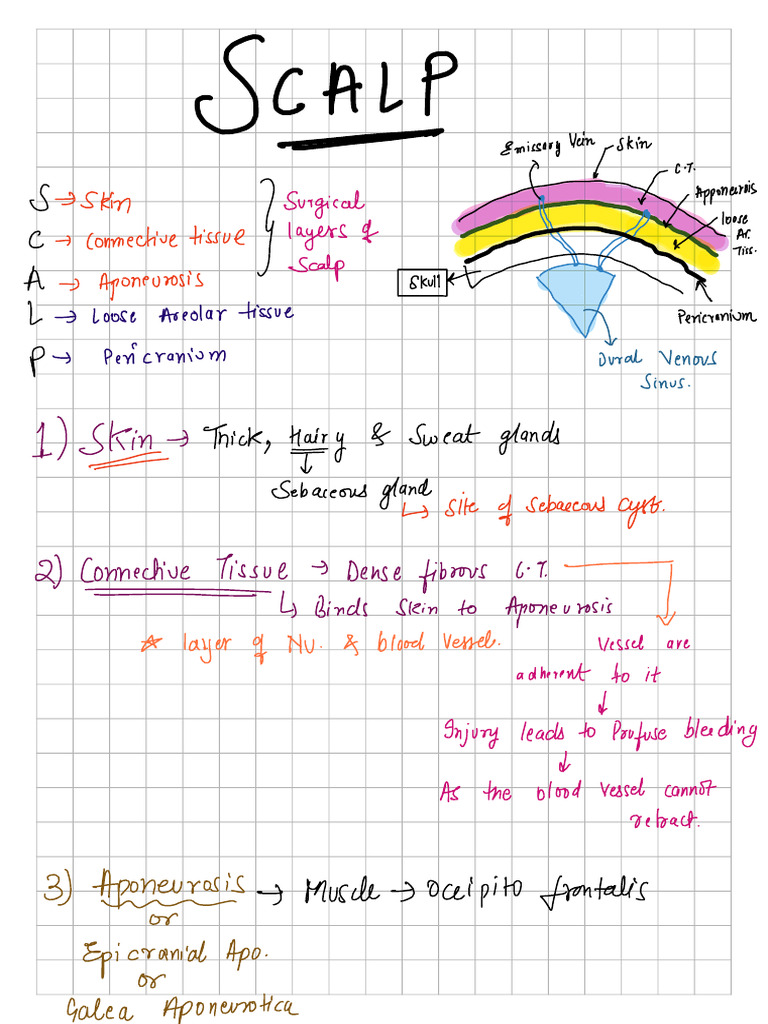 1 Scalp | PDF