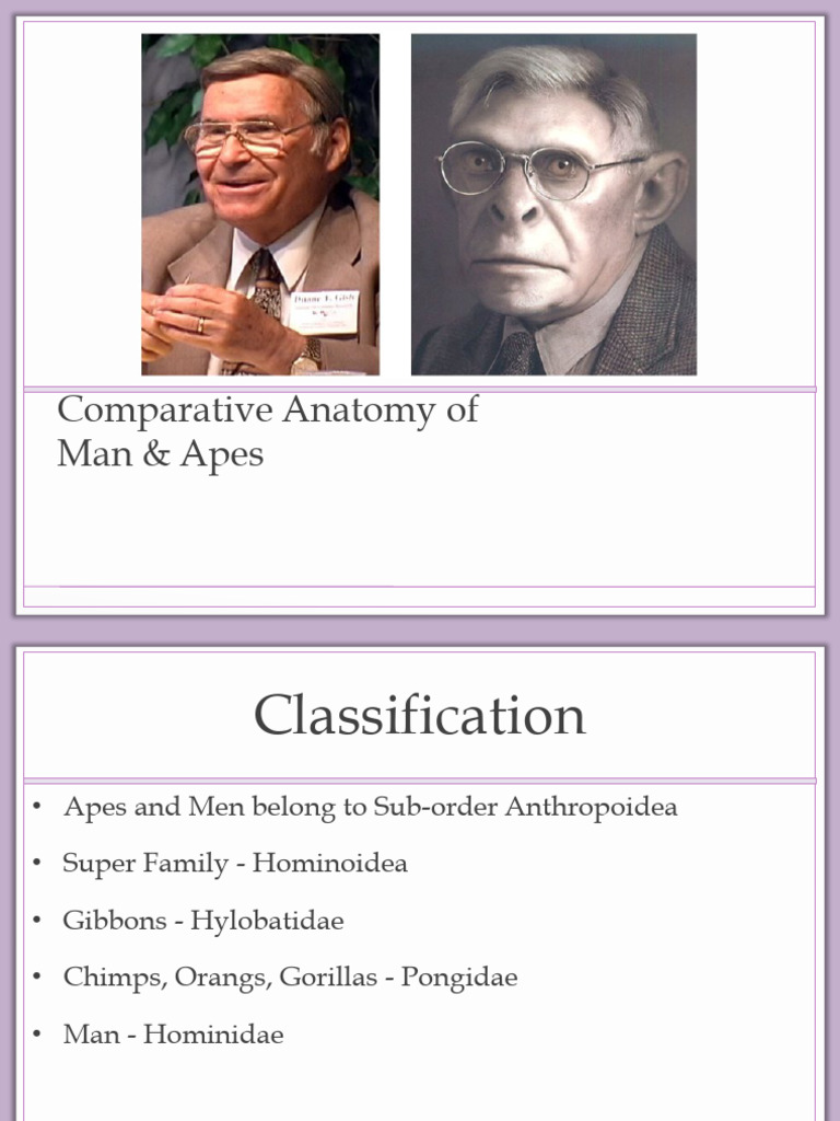Comparative Anatomy of Apes and Humans | PDF | Ape | Chimpanzee