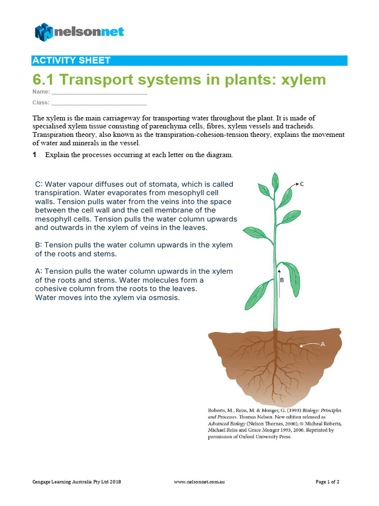 6.2 Transport Systems in Plants - Compressed | PDF | Stoma | Leaf