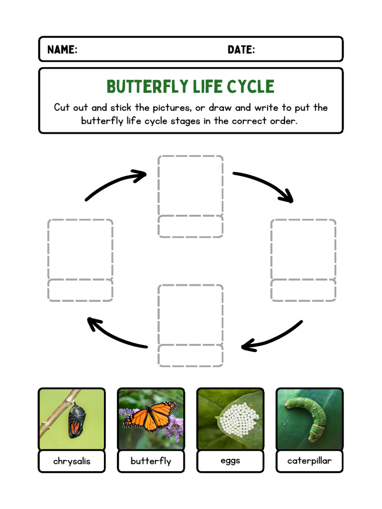 Butterfly Life Cycle Activity Printable and Digital Worksheets in Bold ...