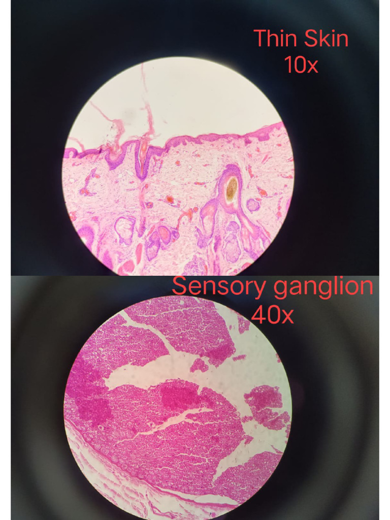 Histo Slides-Block 6 | PDF