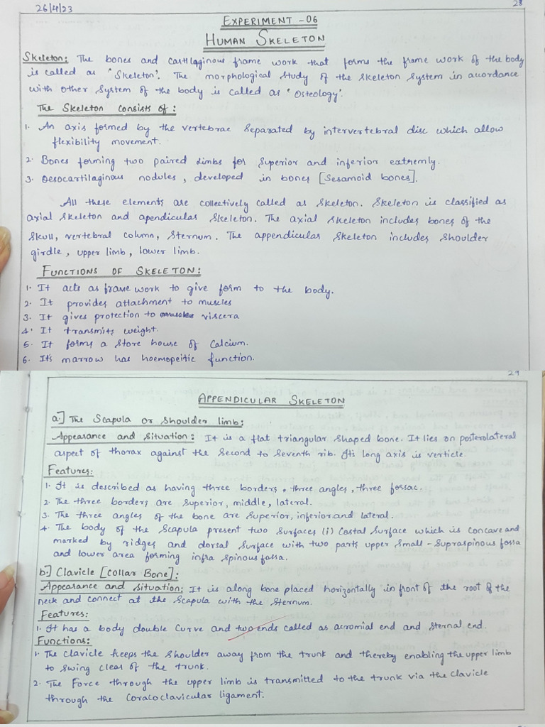 HAP Record..... Human Skeletal System | PDF