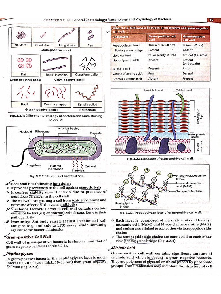 Bacteria Morphology | PDF