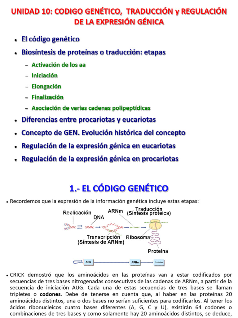 Ribointerferencia y Código Genético | PDF | Traducción (biología ...