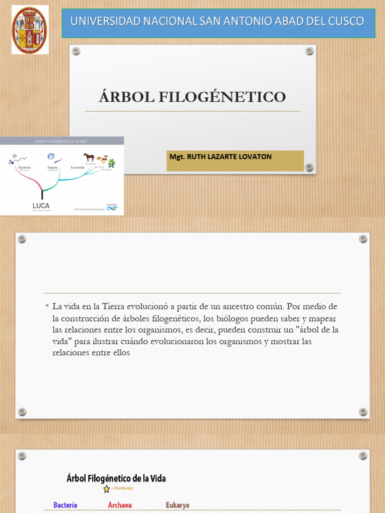 Arbol Filogenetico | PDF | Filogenética | Clade