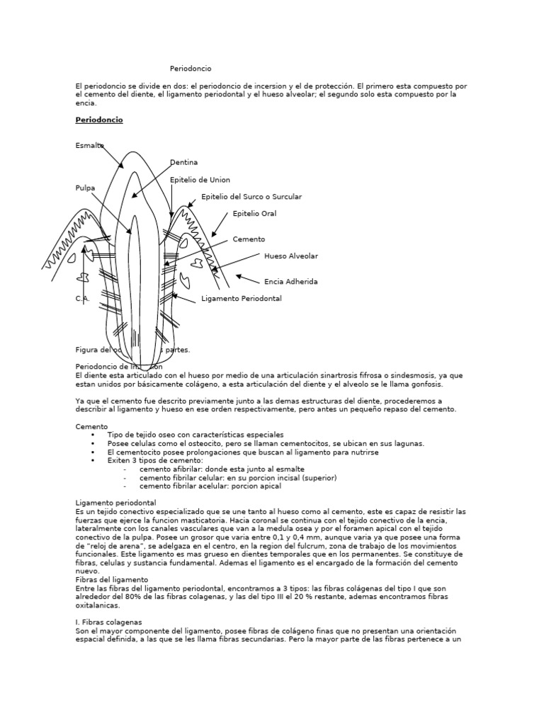 Period on Cio | PDF | Epitelio | Hueso