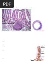 Succus Entericus New | PDF | Digestive System | Gastroenterology