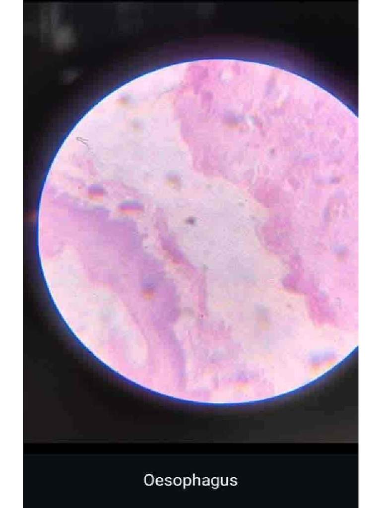 All Histology Slides | PDF