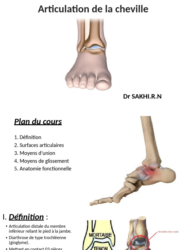 6) Articulation de La Cheville.srn | PDF | Pied | Articulation (anatomie)