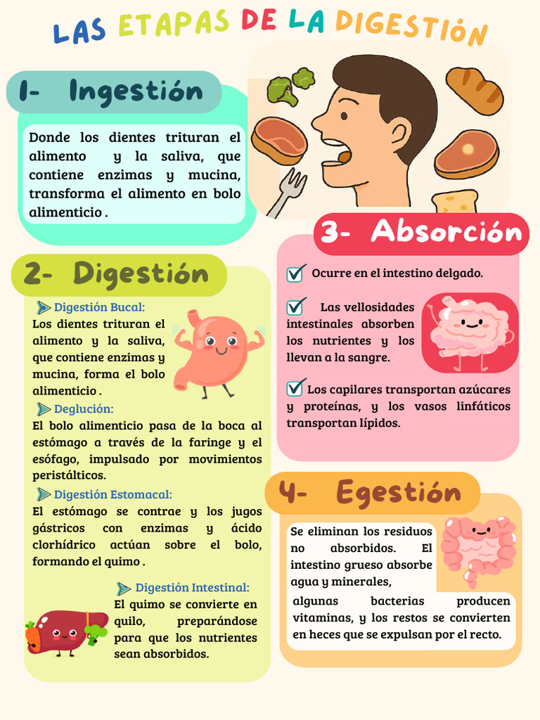 Las Etapas de La Digestión | PDF