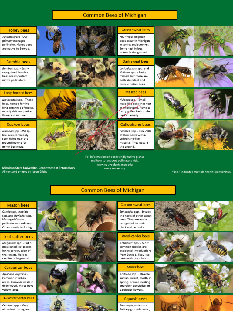 Bees of Michigan Handout | PDF | Bees | Pollination