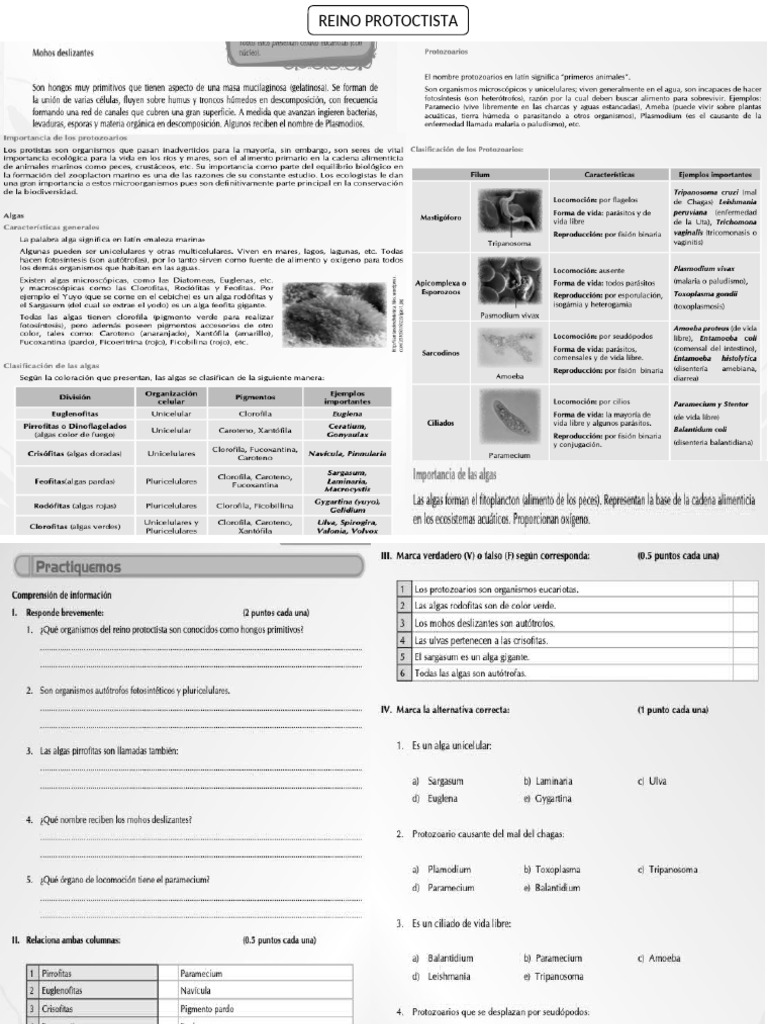 Reino Protoctista | PDF