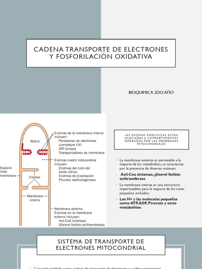 Cadena Transporte de Electrones y Fosforilación Oxidativa | PDF | Cadena de transporte de ...