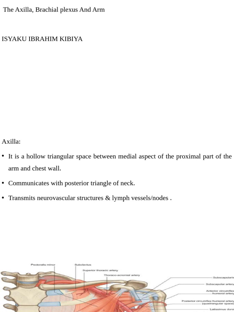 Axilla, Brachial Plexus and Arms | PDF | Arm | Elbow