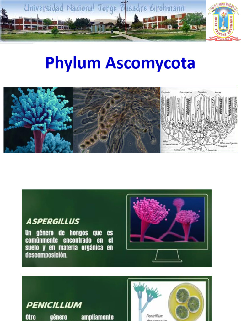 Estructura y reproducción de Ascomycota | PDF | Micología | Biología