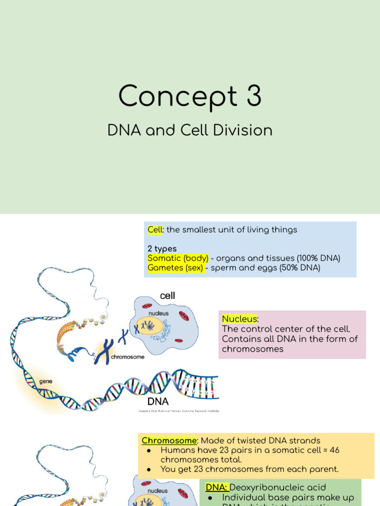 Concept 3 - DNA and Cell Division | PDF | Ploidy | Meiosis