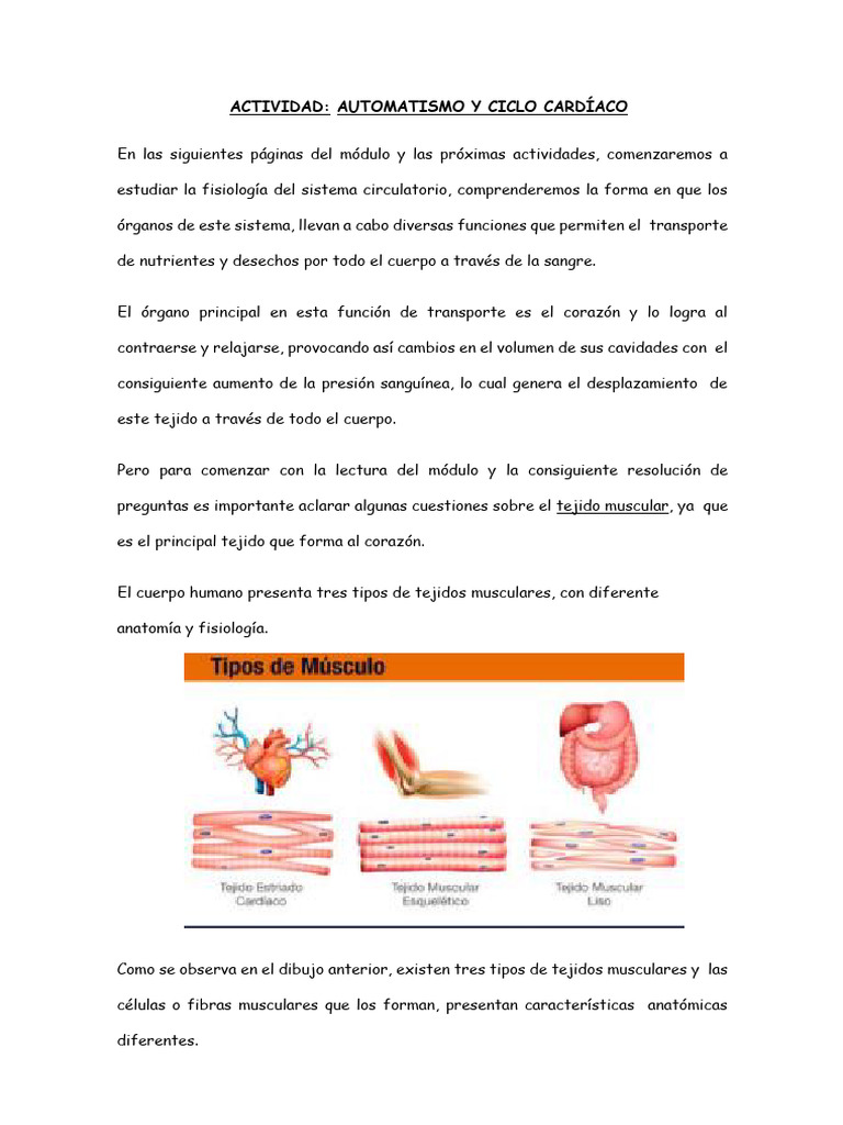 Actividad Automatismo y Ciclo Cardíaco | PDF | Músculo | Corazón
