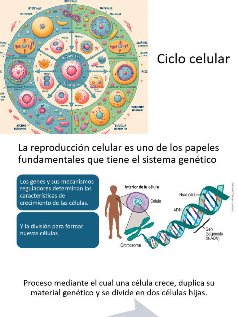 Ciclo Celular | PDF | Mitosis | Ciclo celular