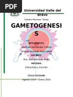 Esquema Proceso Gametogénesis Detallado | PDF | Mitosis | Sistema reproductivo
