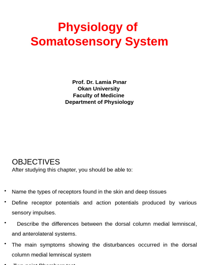 Somatosensory System 2023-24 | PDF | Senses | Stimulus (Physiology)