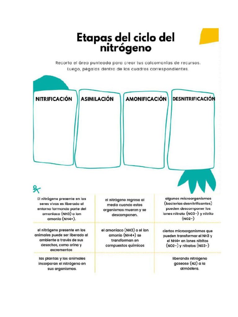 Etapas Del Ciclo Del Nitrógeno | PDF
