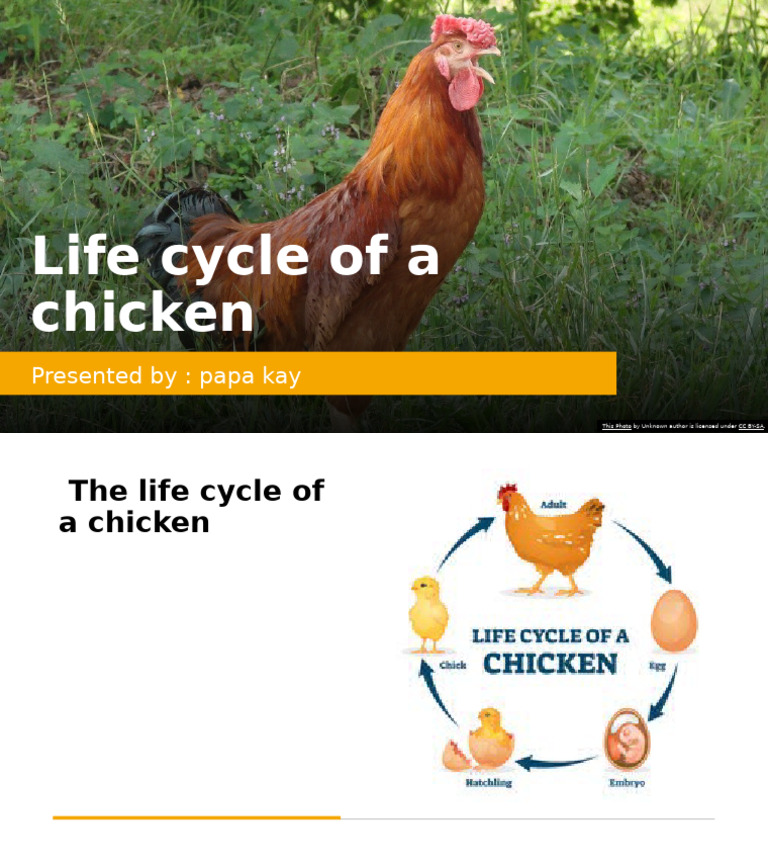 Life Cycle of A Chicken | PDF
