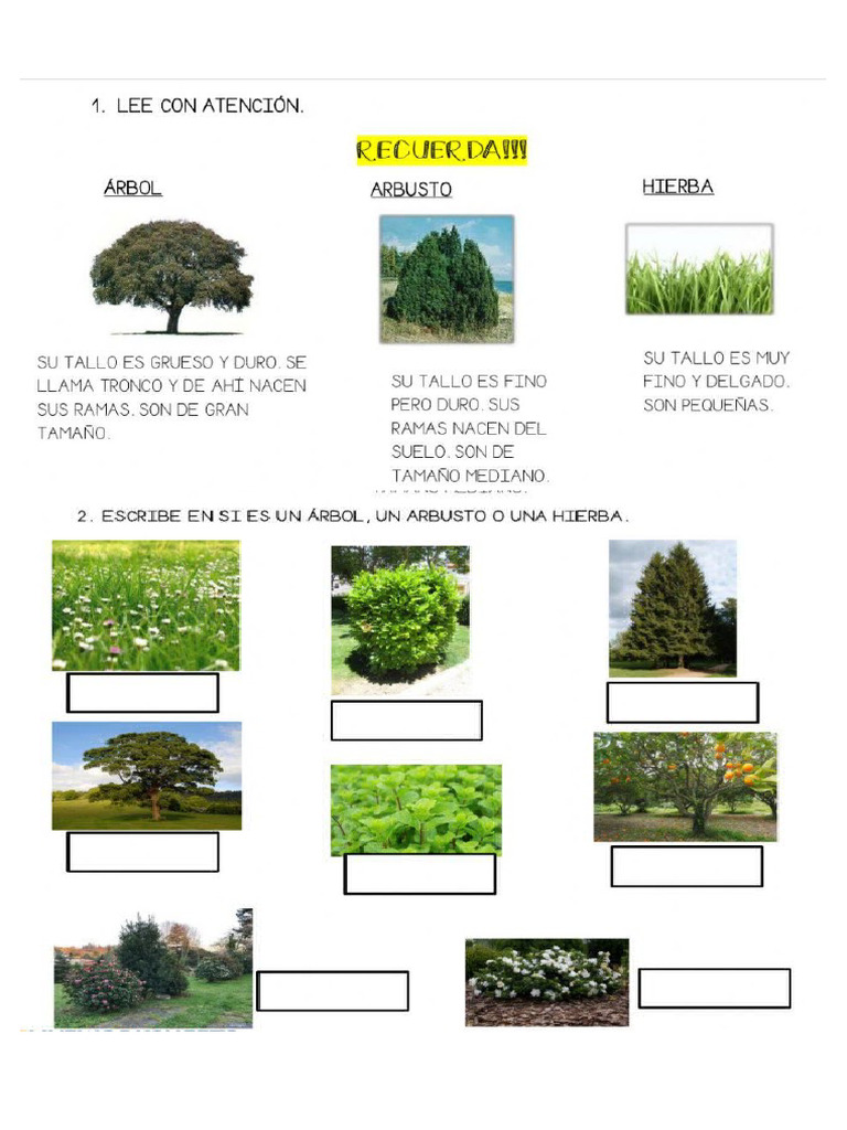Arbol Arbusto Hierba | PDF
