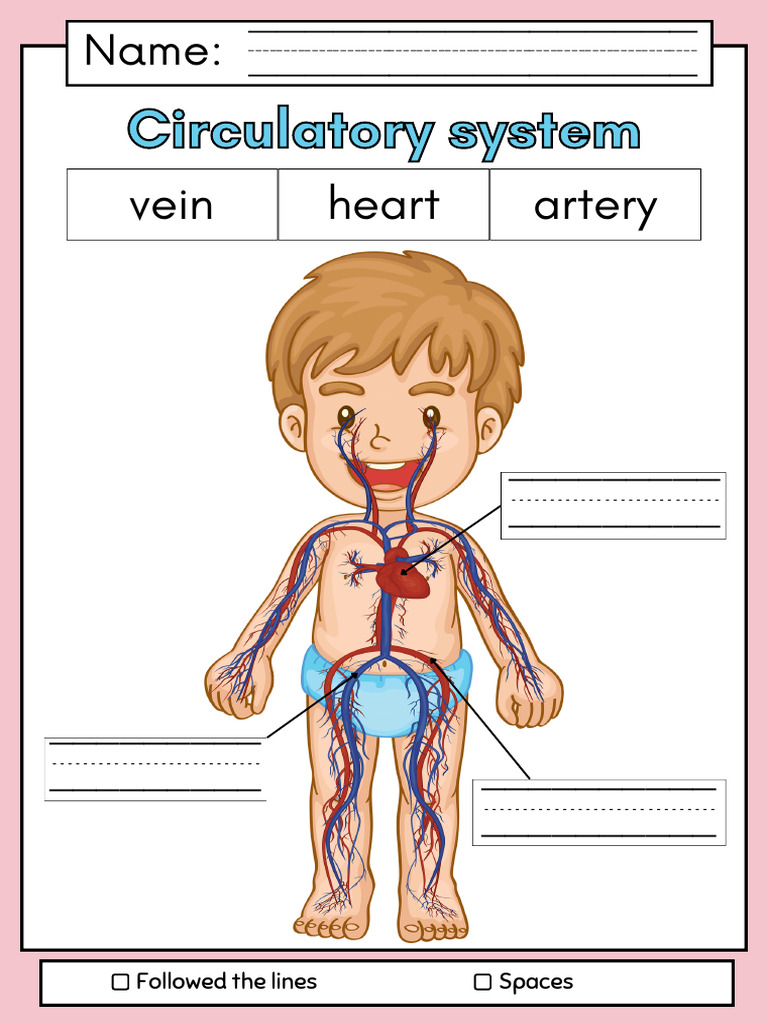 Circulatory System | PDF