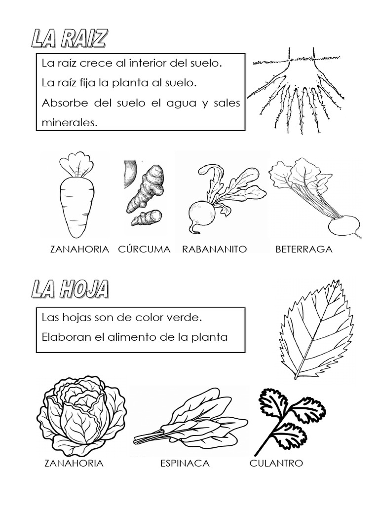 Ficha Partes Comestibles de La Planta | PDF