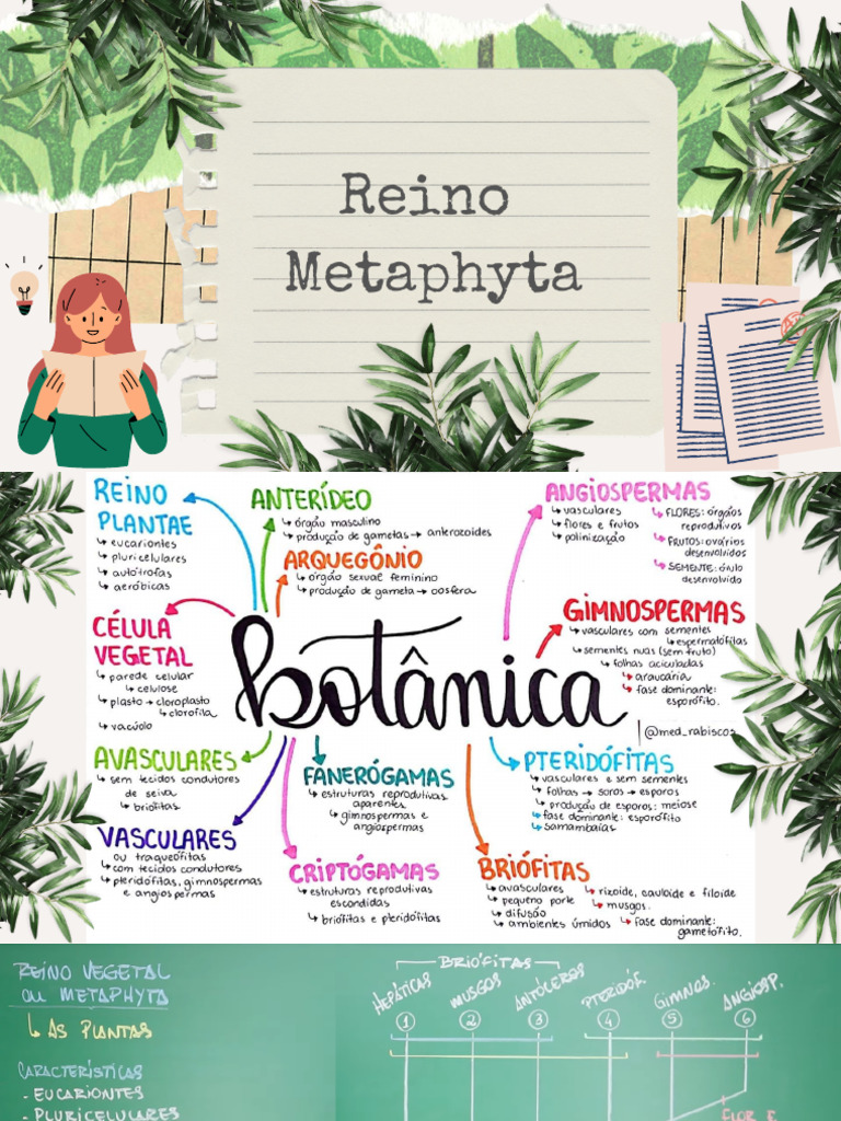 Reino Metaphyta - Resumo | PDF